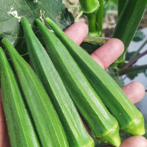 Salunkhe Exports Pvt. Ltd.